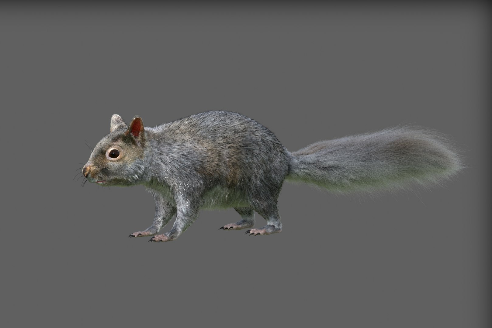 3D Squirrel Animation Rig Model - TurboSquid 1298398