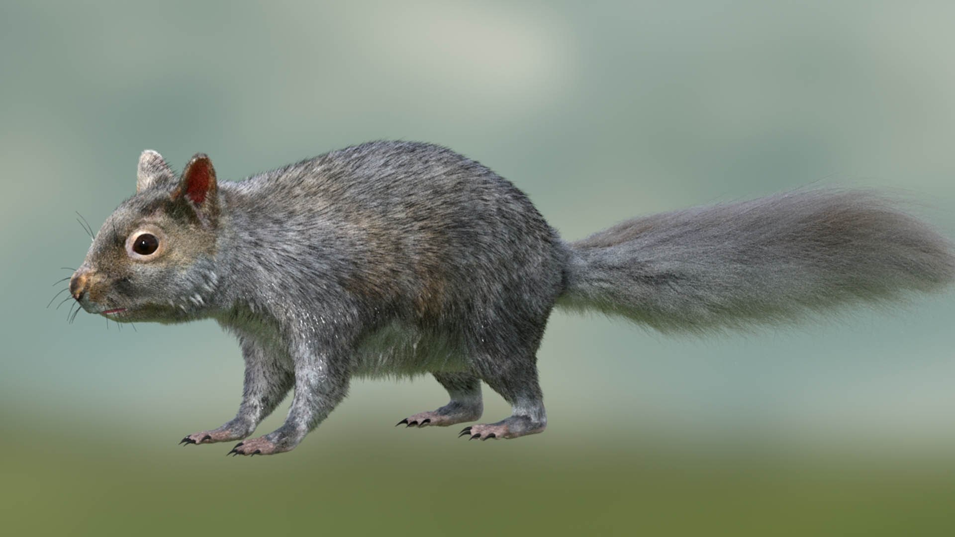 3D squirrel animation rig model - TurboSquid 1298398