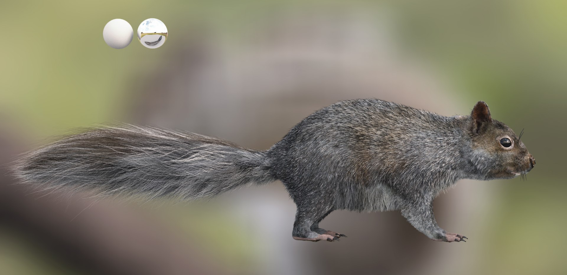 3D Squirrel Animation Rig Model - TurboSquid 1298398