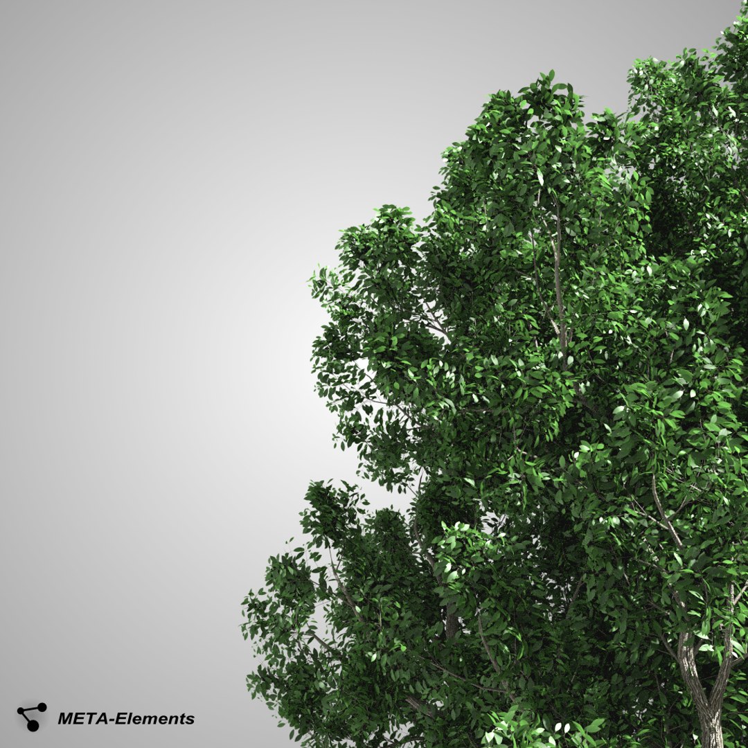 Free Obj Mode Broadleaf Tree