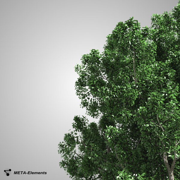 free obj mode broadleaf tree