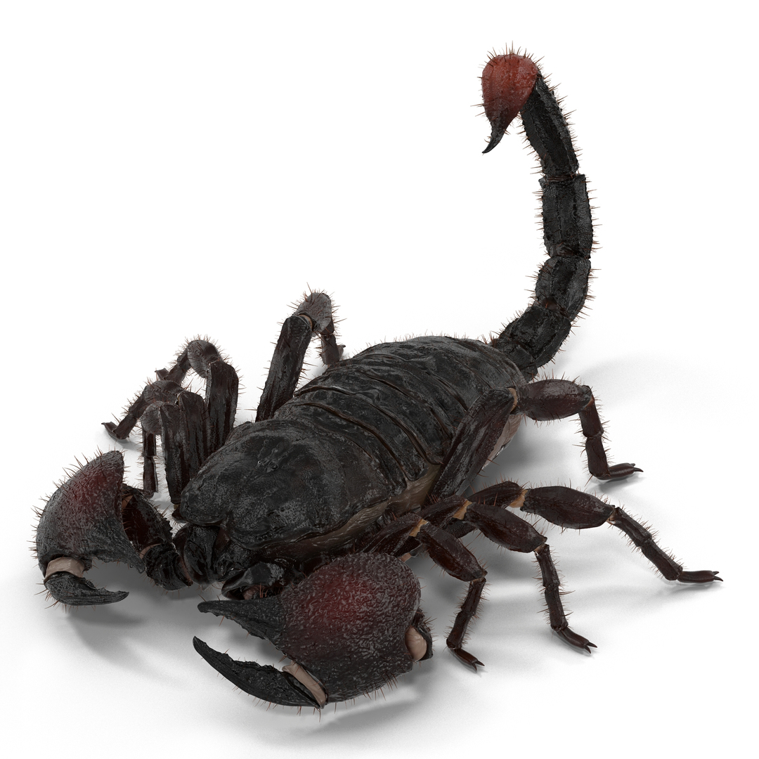 3d black scorpion pose 3