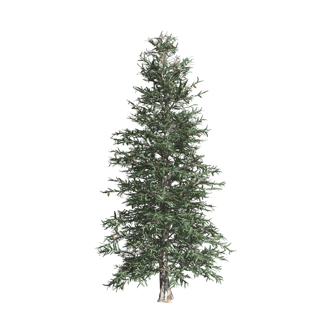 Spruce tree 3D - TurboSquid 1582404
