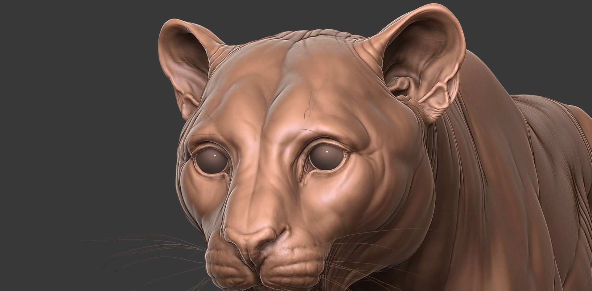 Fully Detailed Mountain Lion Puma Cougar Zbrush Sculpt 3D model ...