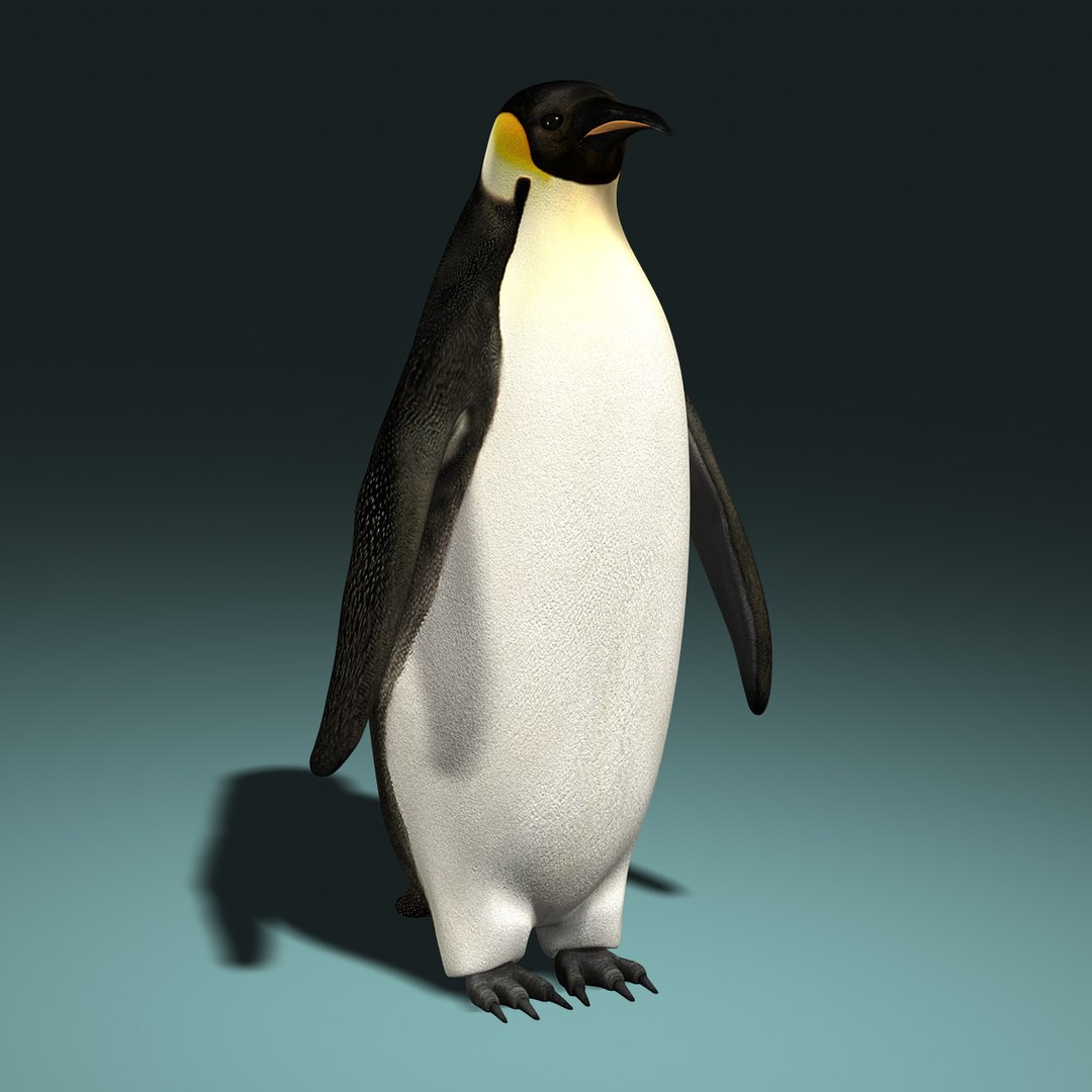 3d penguin animation model