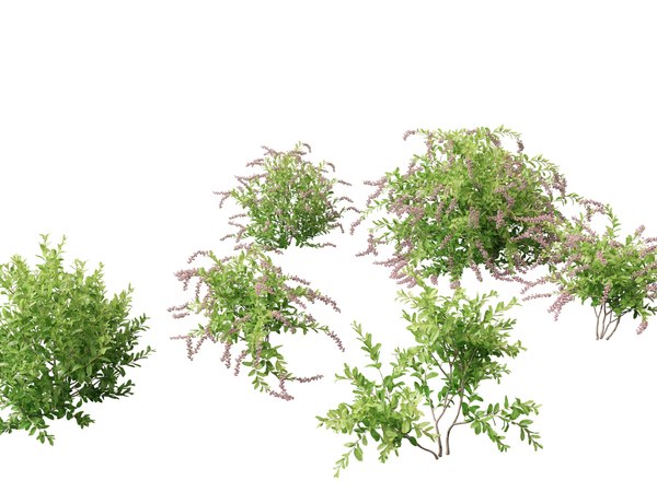 Zenobia pulverulenta 라즈베리 리플 - 허니 컵 3D 모델 - TurboSquid 2214798