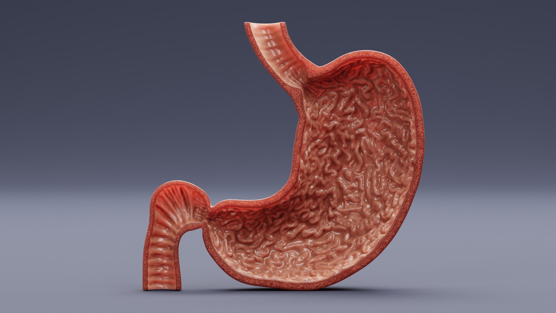 Stomach Section 3D Model - TurboSquid 1749940