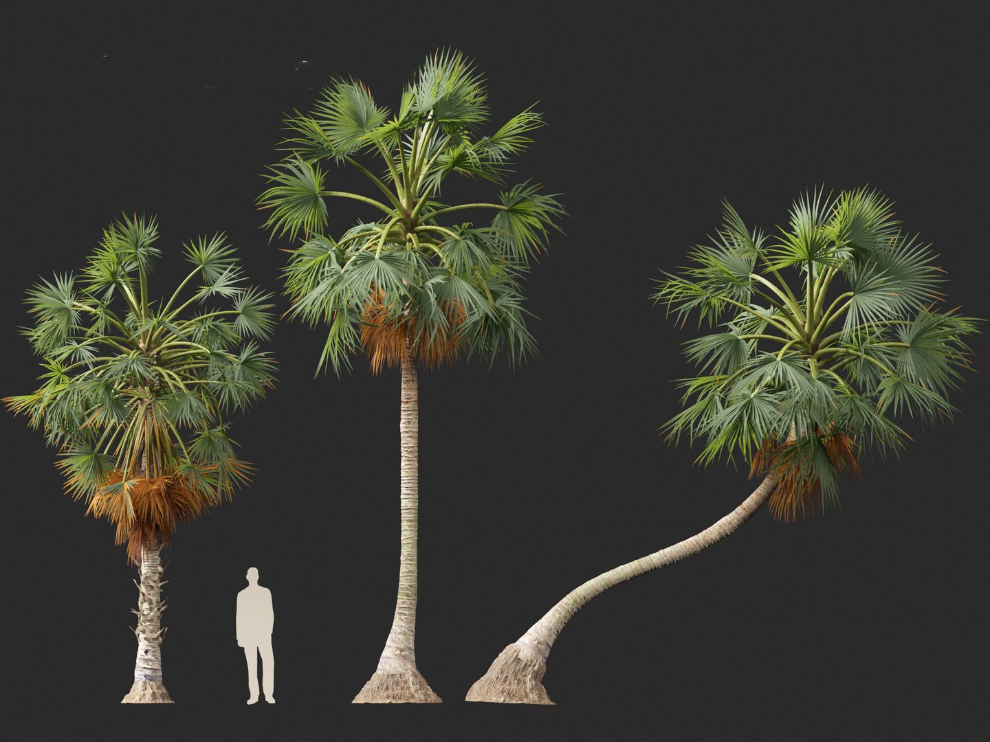 Borassus Flabellifer - Palmyra Palm 3D Model - TurboSquid 2132963