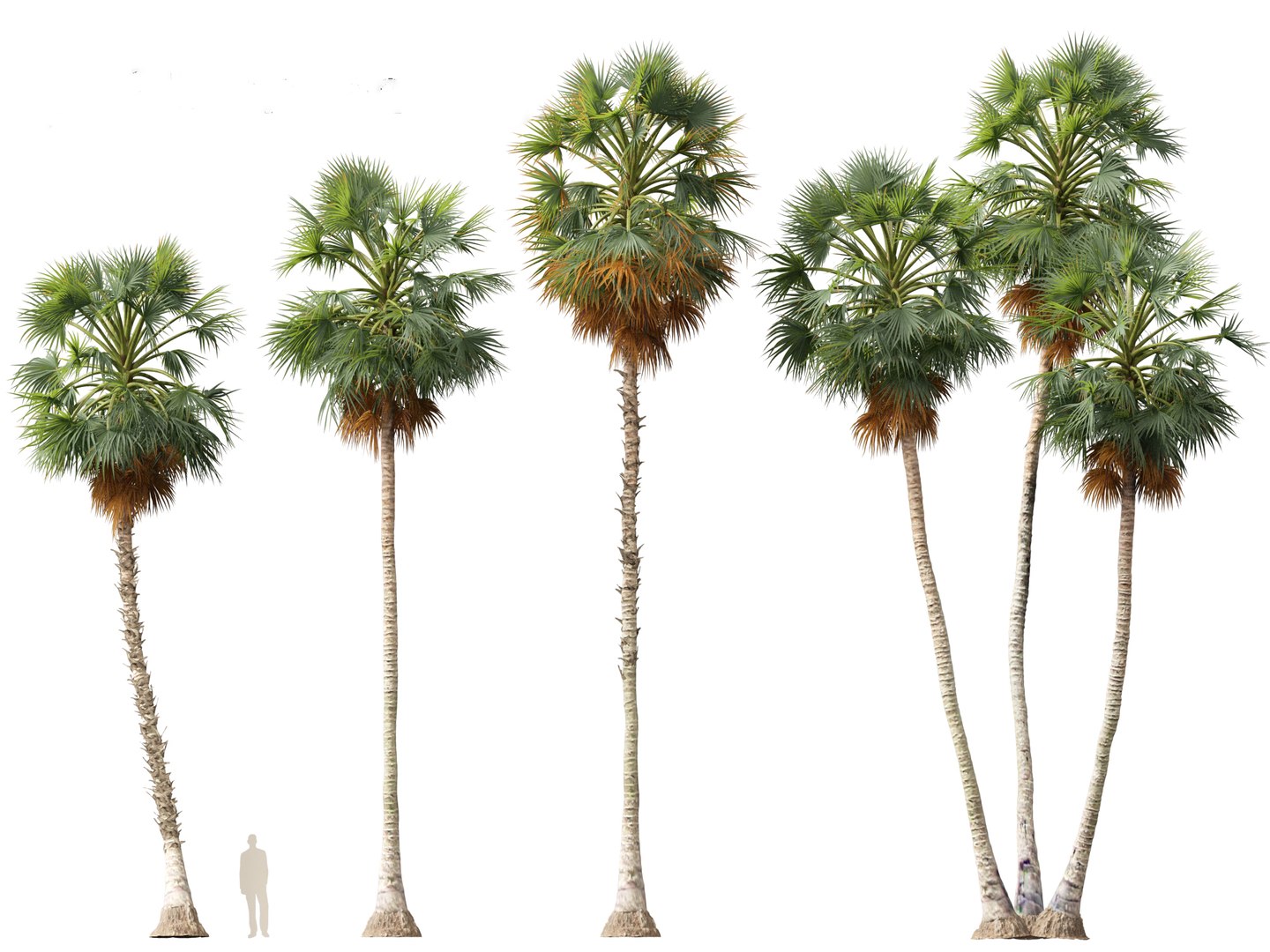 Borassus Flabellifer - Palmyra Palm 3D Model - TurboSquid 2132963