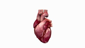 Human Heart Unity Models for Download | TurboSquid