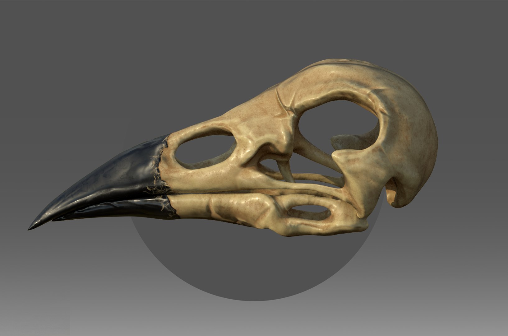 3D Model Raven Skull - TurboSquid 1412854