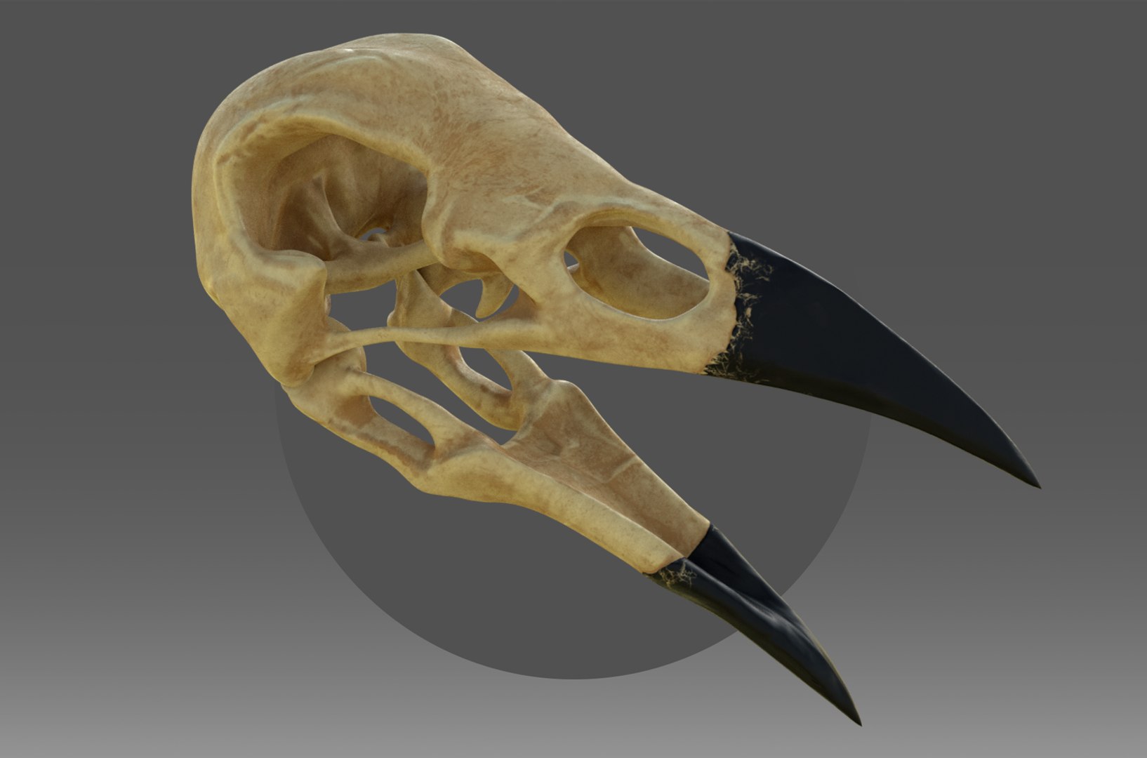 3D Model Raven Skull - TurboSquid 1412854