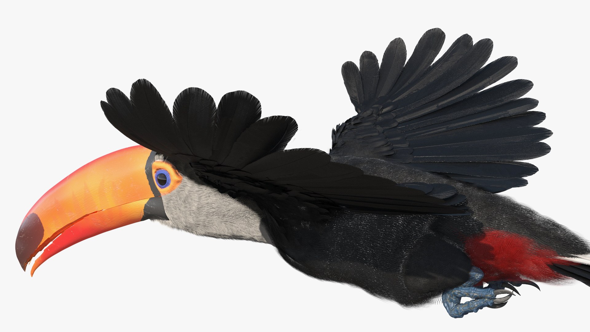 Tropical Toucan In Flight Fur Model - TurboSquid 2454307