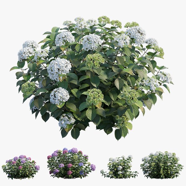 Hydrangea 3D Models for Download | TurboSquid