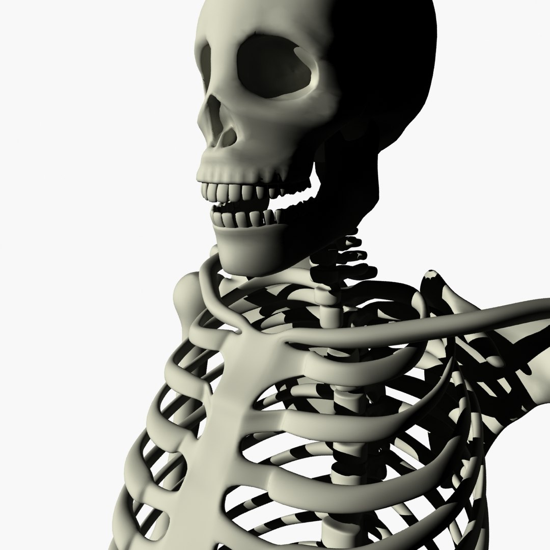 human skeleton 3d max