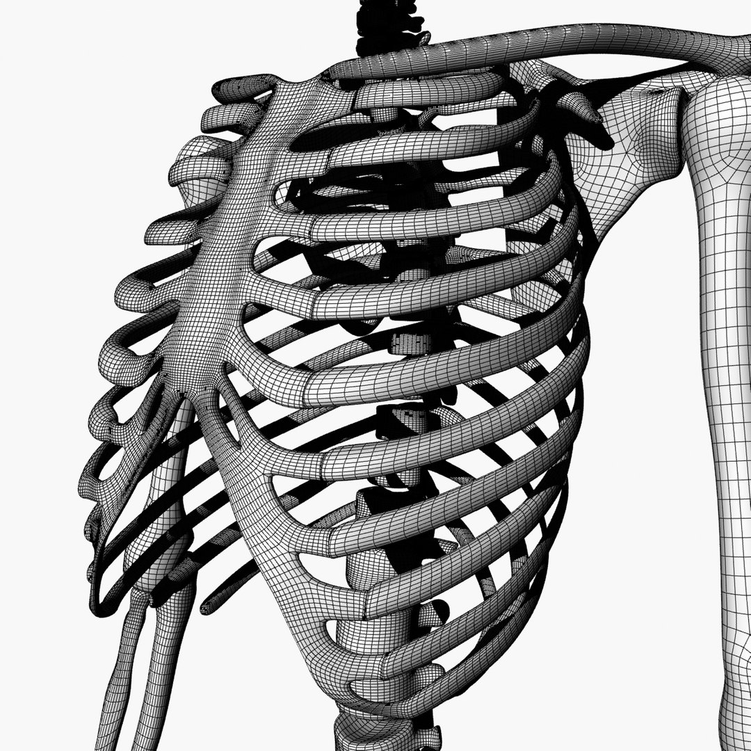 human skeleton 3d max