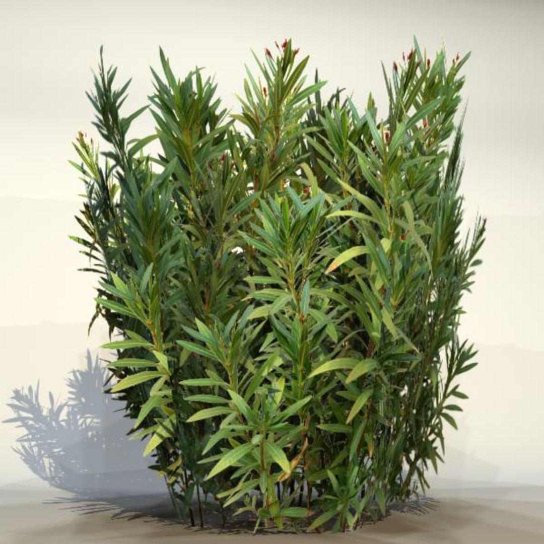 Pc Bush 3d Max