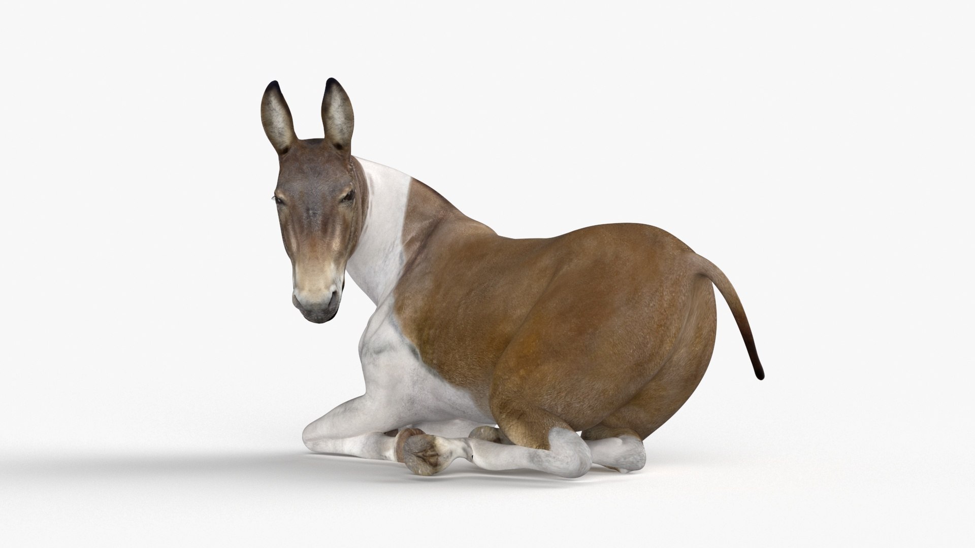 3D Lying Mule - TurboSquid 2279670