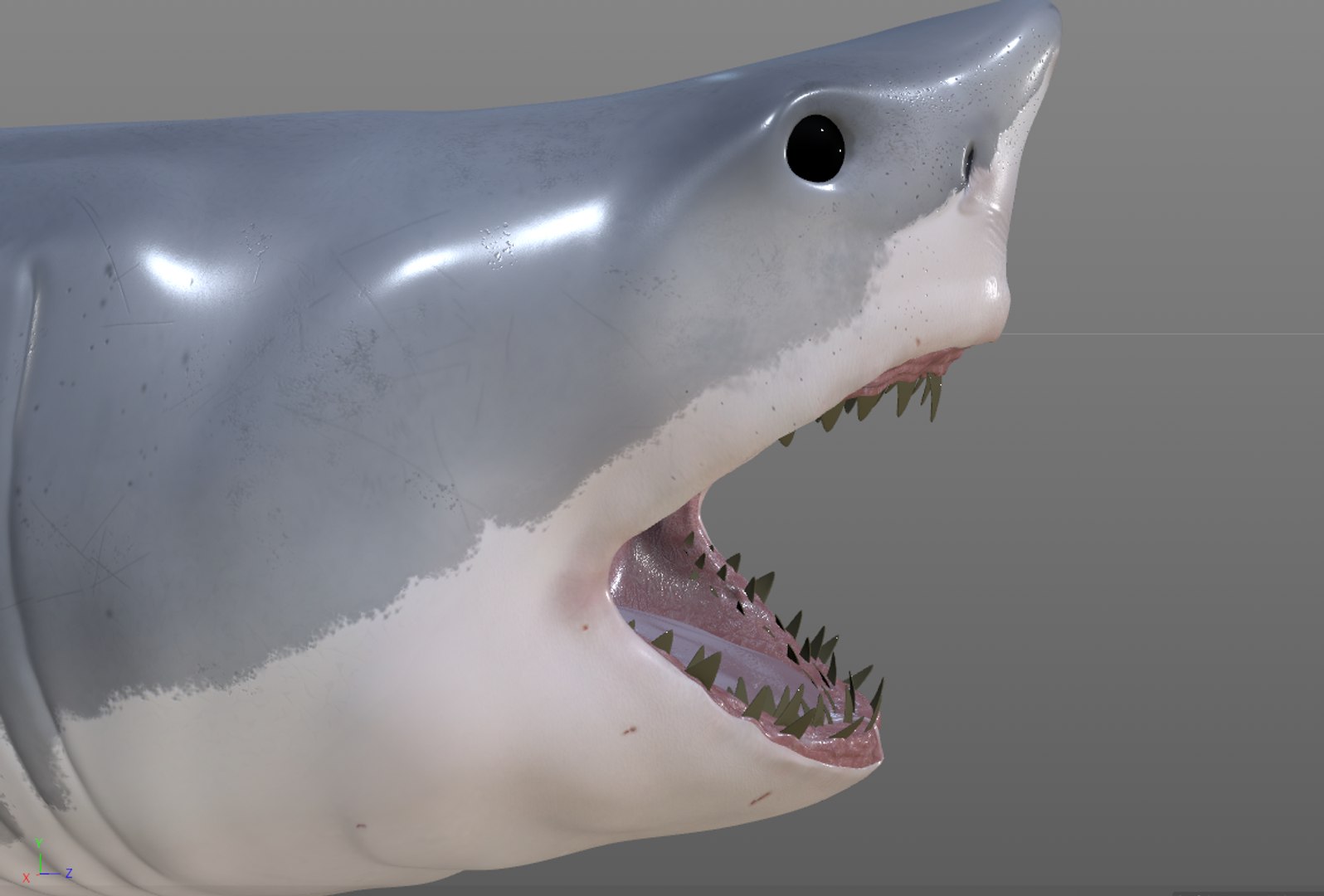 Shark 3D Model - TurboSquid 1551935