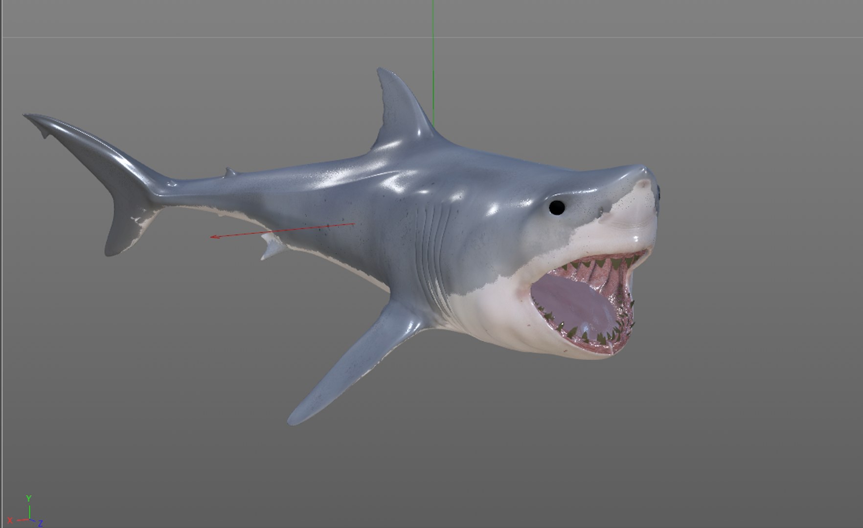 Shark 3D Model - TurboSquid 1551935