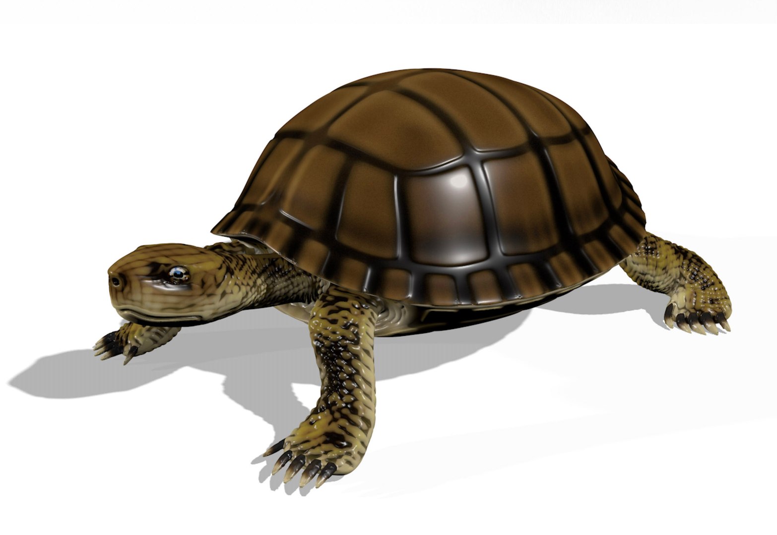 3D Rigged Tortoise Turtle Animation - TurboSquid 1391604