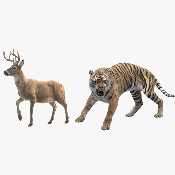 Tiger and Deer ANIMATED Collection 3D - TurboSquid 2049015