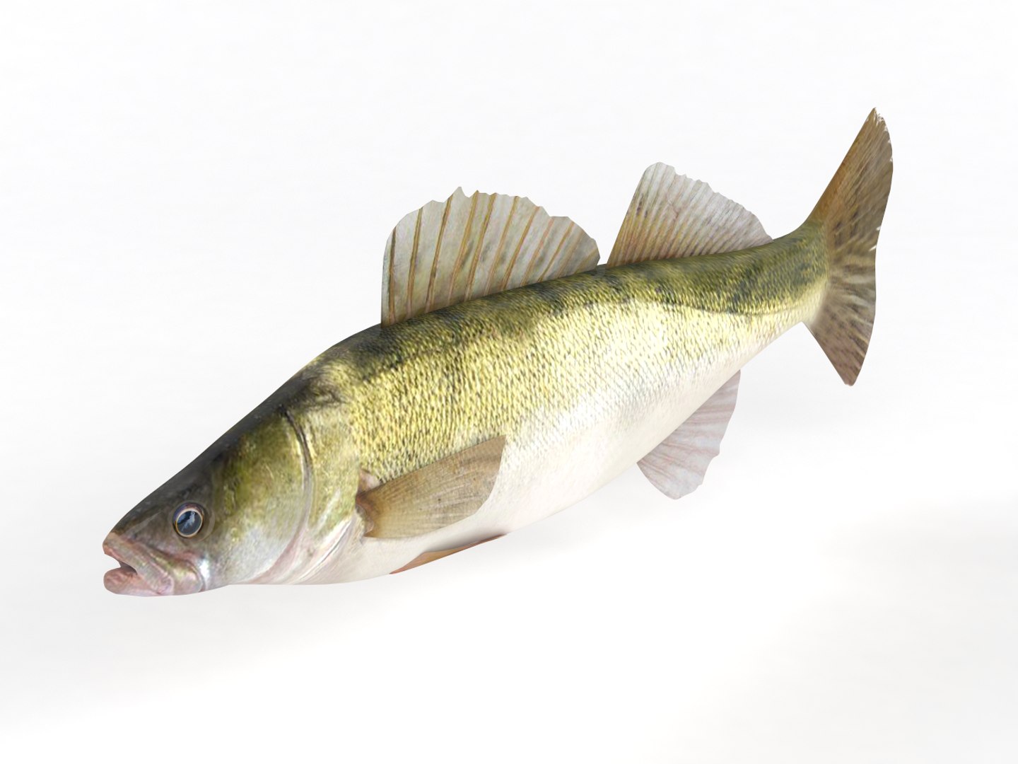 3D Zander Fish - TurboSquid 1437901