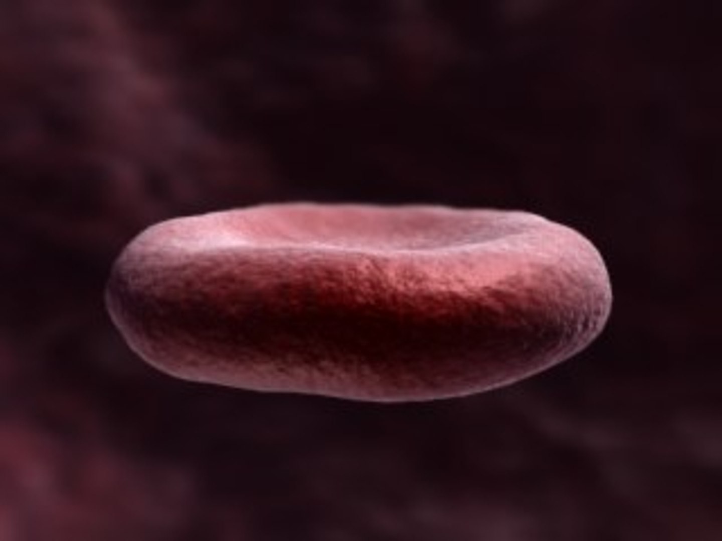 Erythrocyte Cell Frame 3d Max