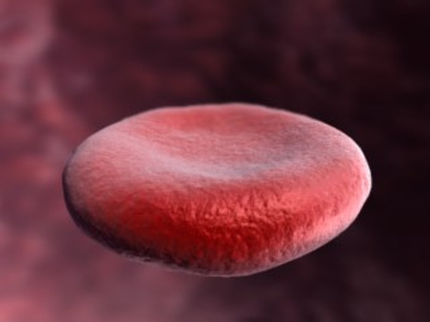 Erythrocyte Cell Frame 3d Max