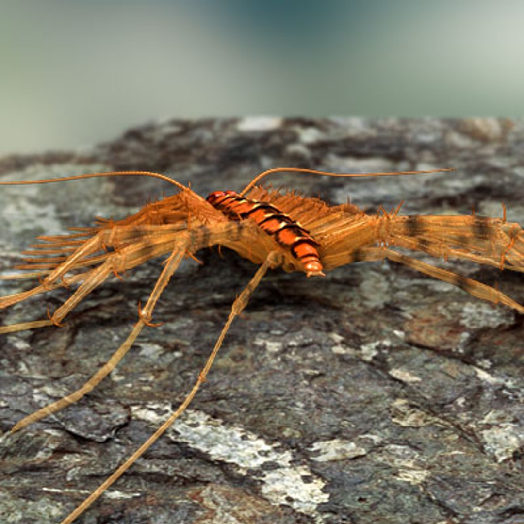 3ds max house scutigera coleoptrata