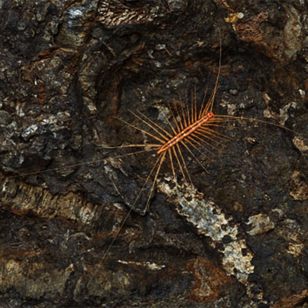 3ds max house scutigera coleoptrata