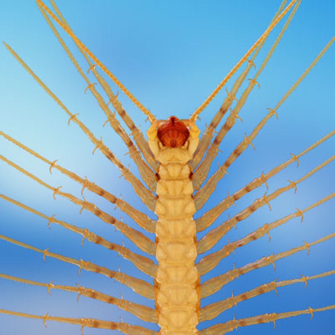 3ds max house scutigera coleoptrata