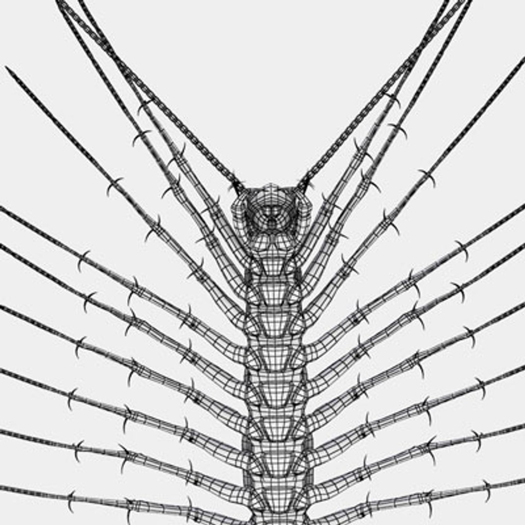 3ds Max House Scutigera Coleoptrata