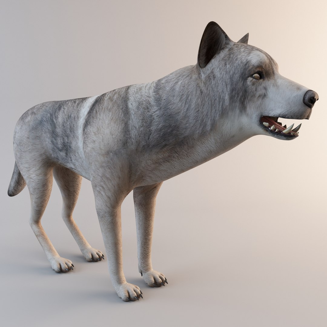 Wolf Animal 3d Model