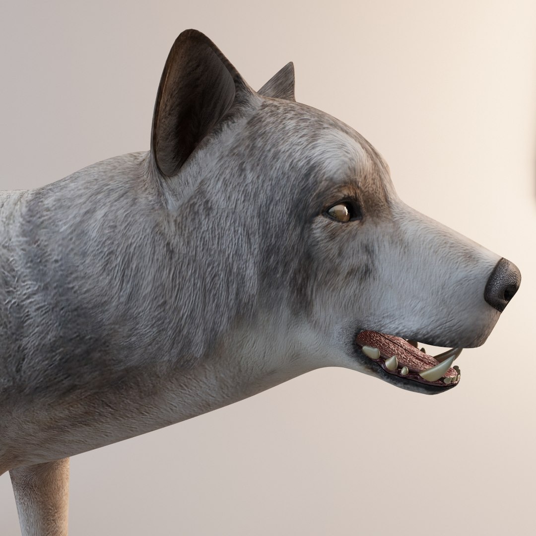 Wolf Animal 3d Model