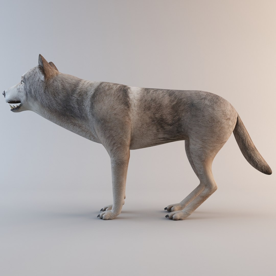 Wolf Animal 3d Model
