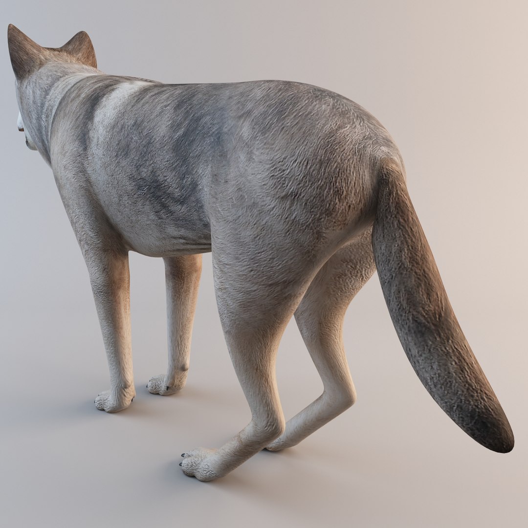 Wolf Animal 3d Model