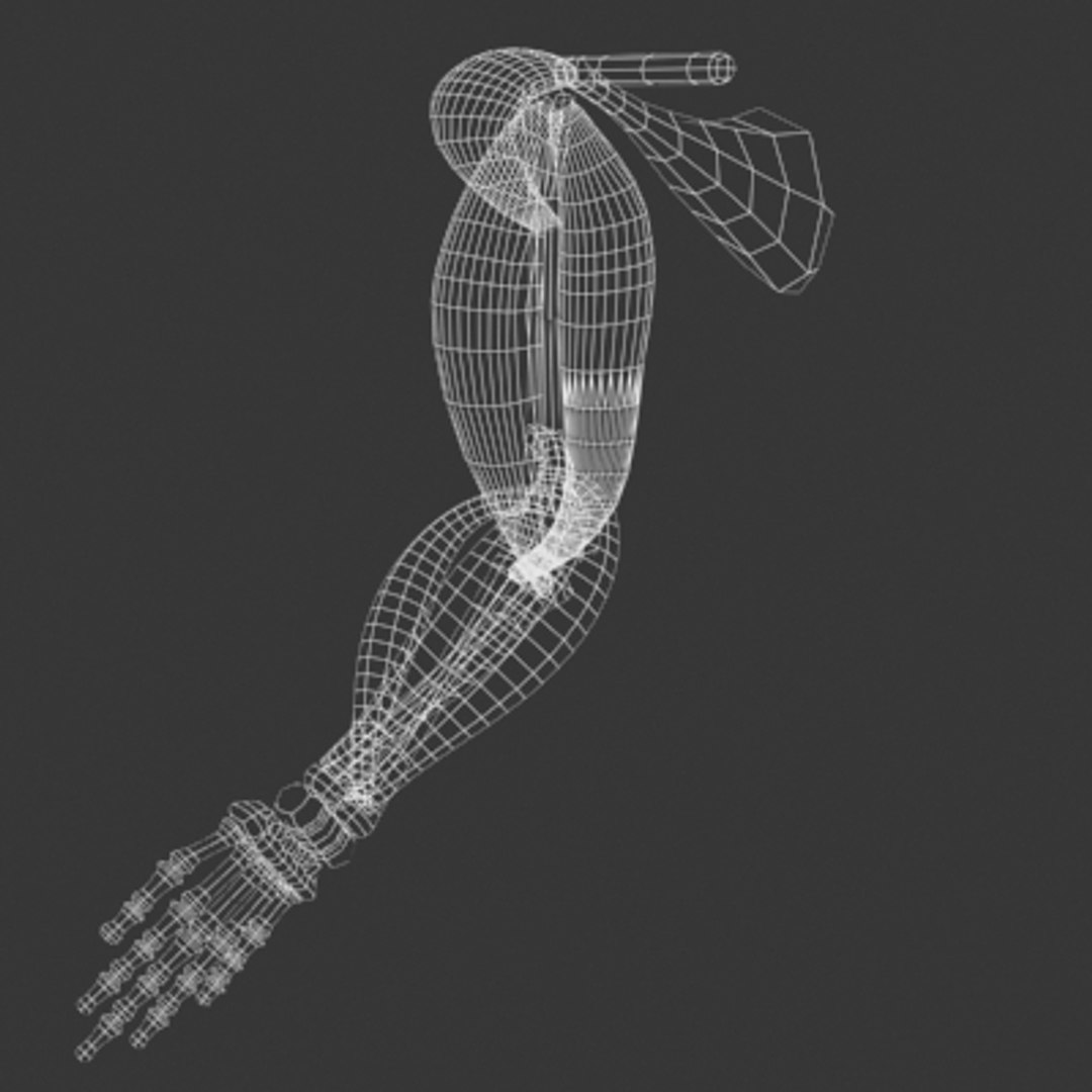 Muscle Arm 3d Model