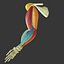 muscle arm 3d model