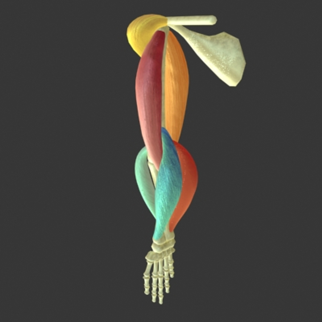 muscle arm 3d model