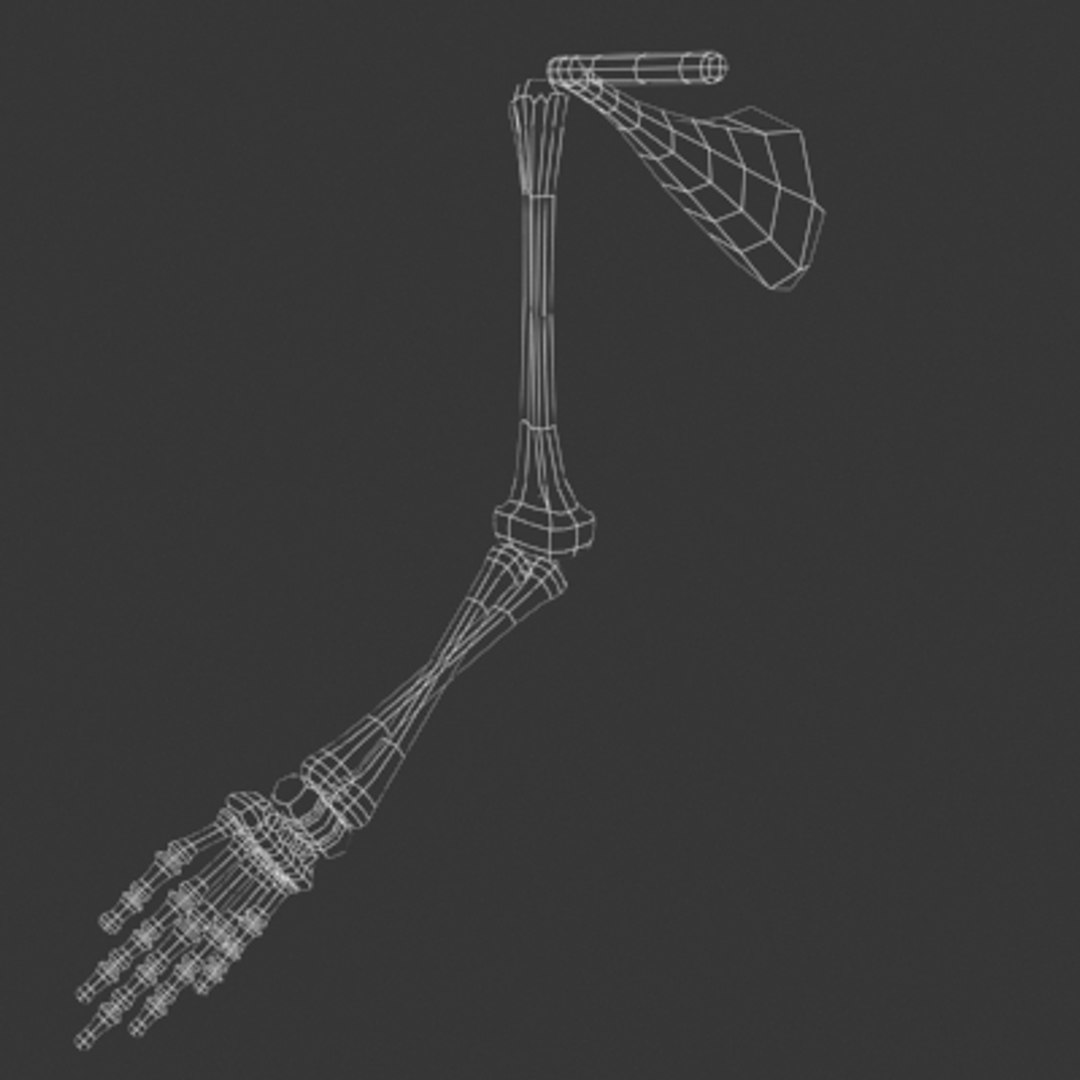 Muscle Arm 3d Model