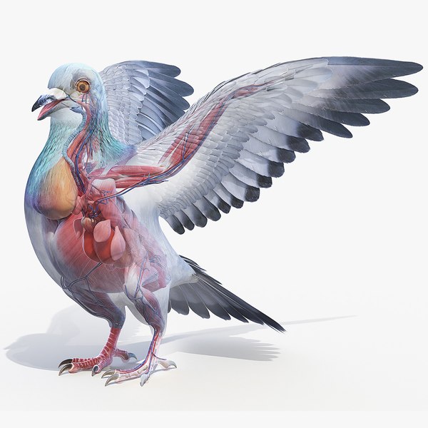 Pigeon 3D Models for Download | TurboSquid