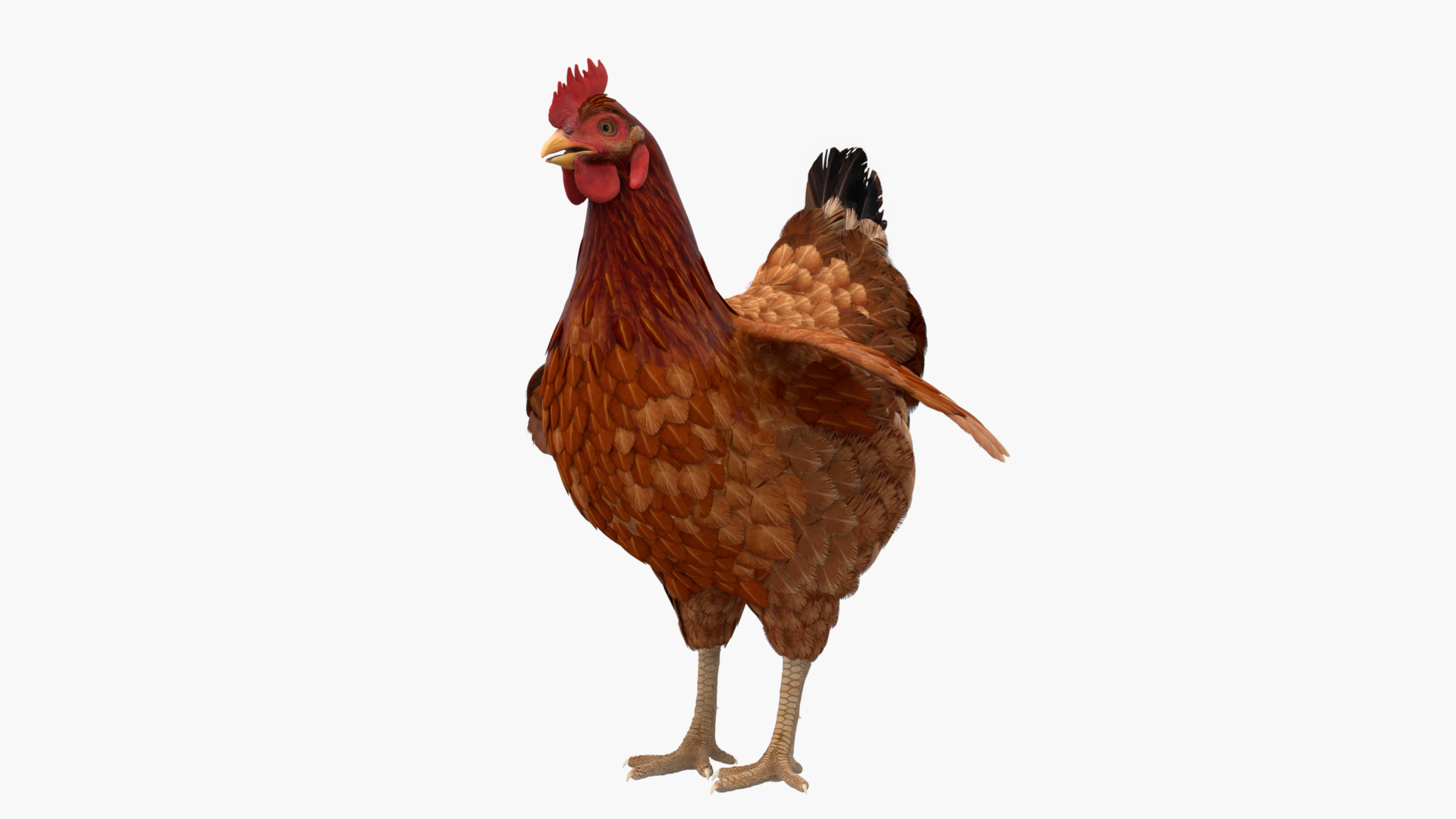 3D Chicken Rigged For Blender - TurboSquid 2515570