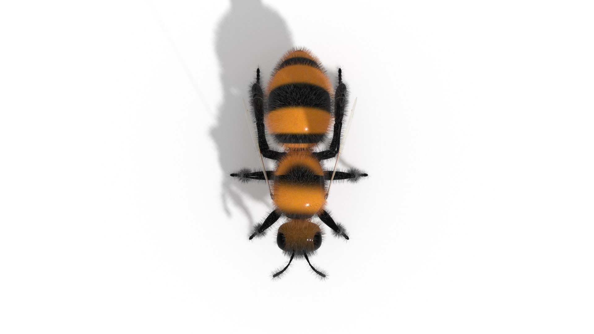 Bee 3D Model - TurboSquid 1877809