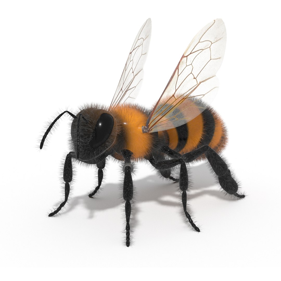 Bee 3D Model - TurboSquid 1877809