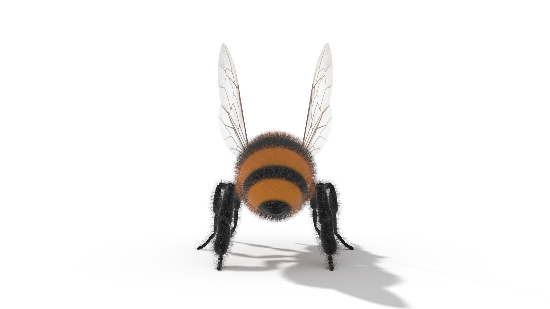 Bee 3D Model - TurboSquid 1877809