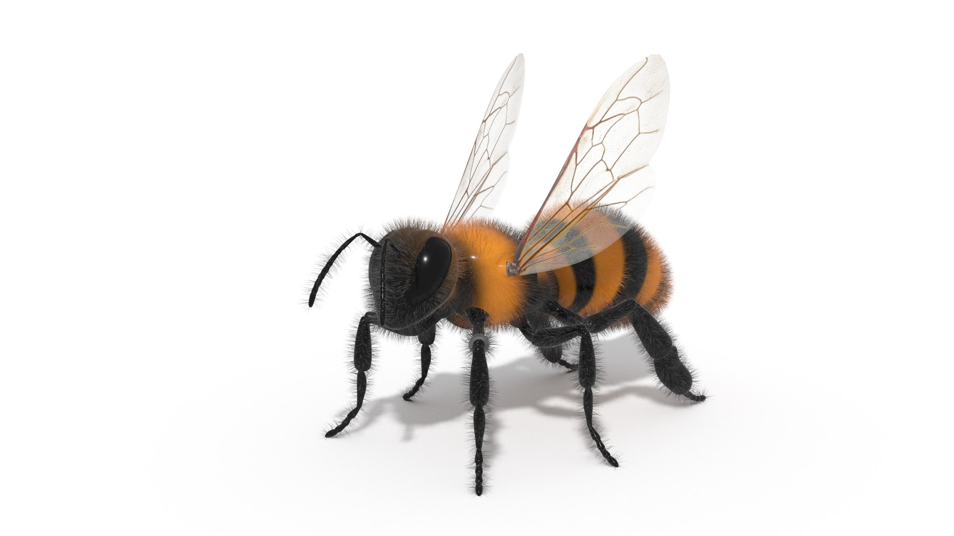 Bee 3D Model - TurboSquid 1877809