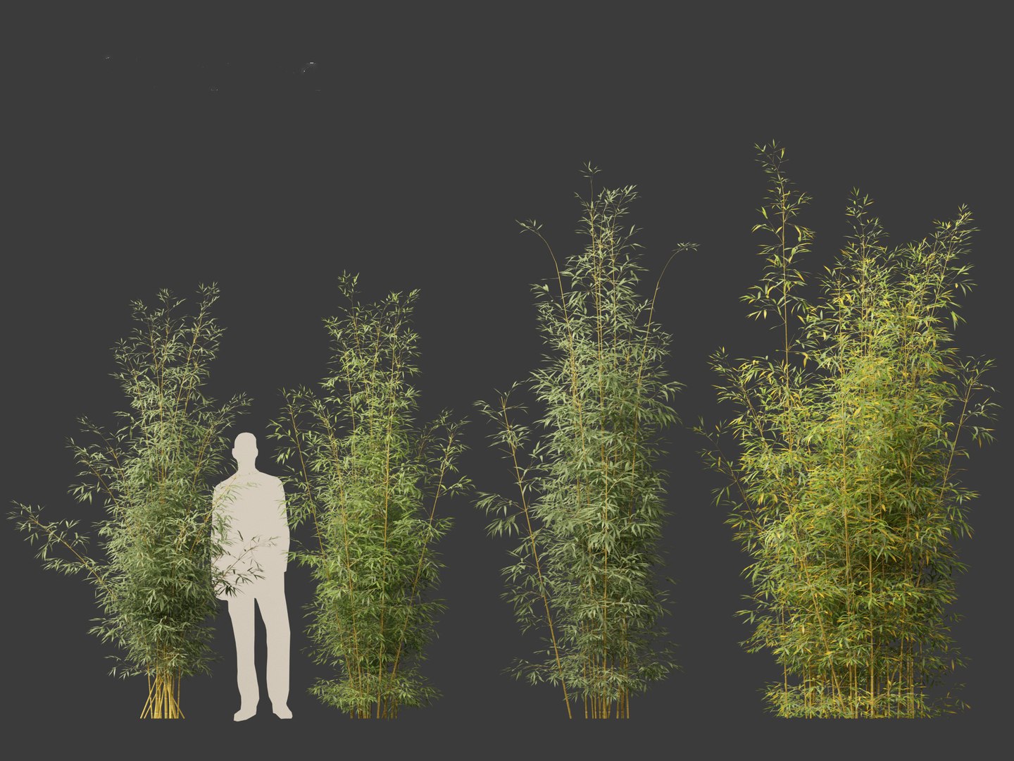 Bambusa multiplex fernleaf - Fernleaf Bamboo 02 3D - TurboSquid 2102517