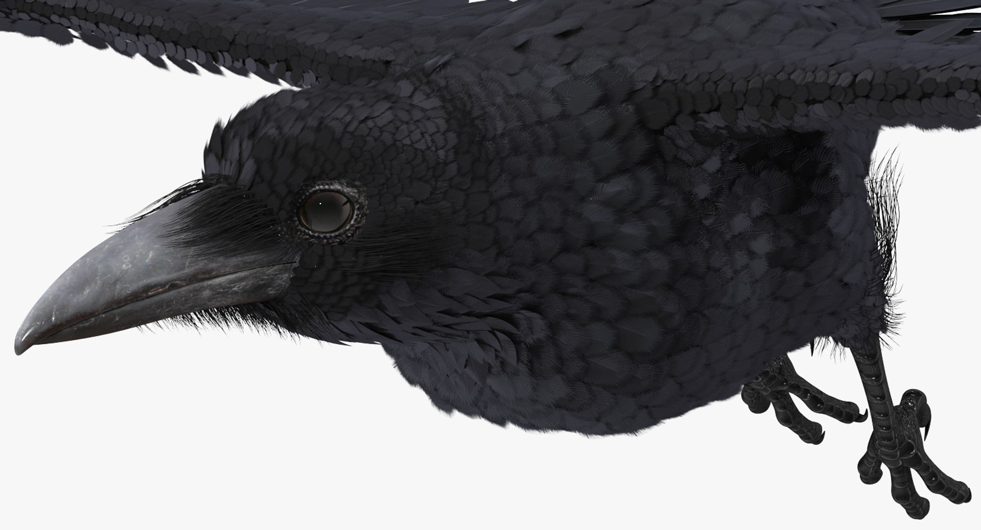 3D Raven Flying Model - TurboSquid 1303649