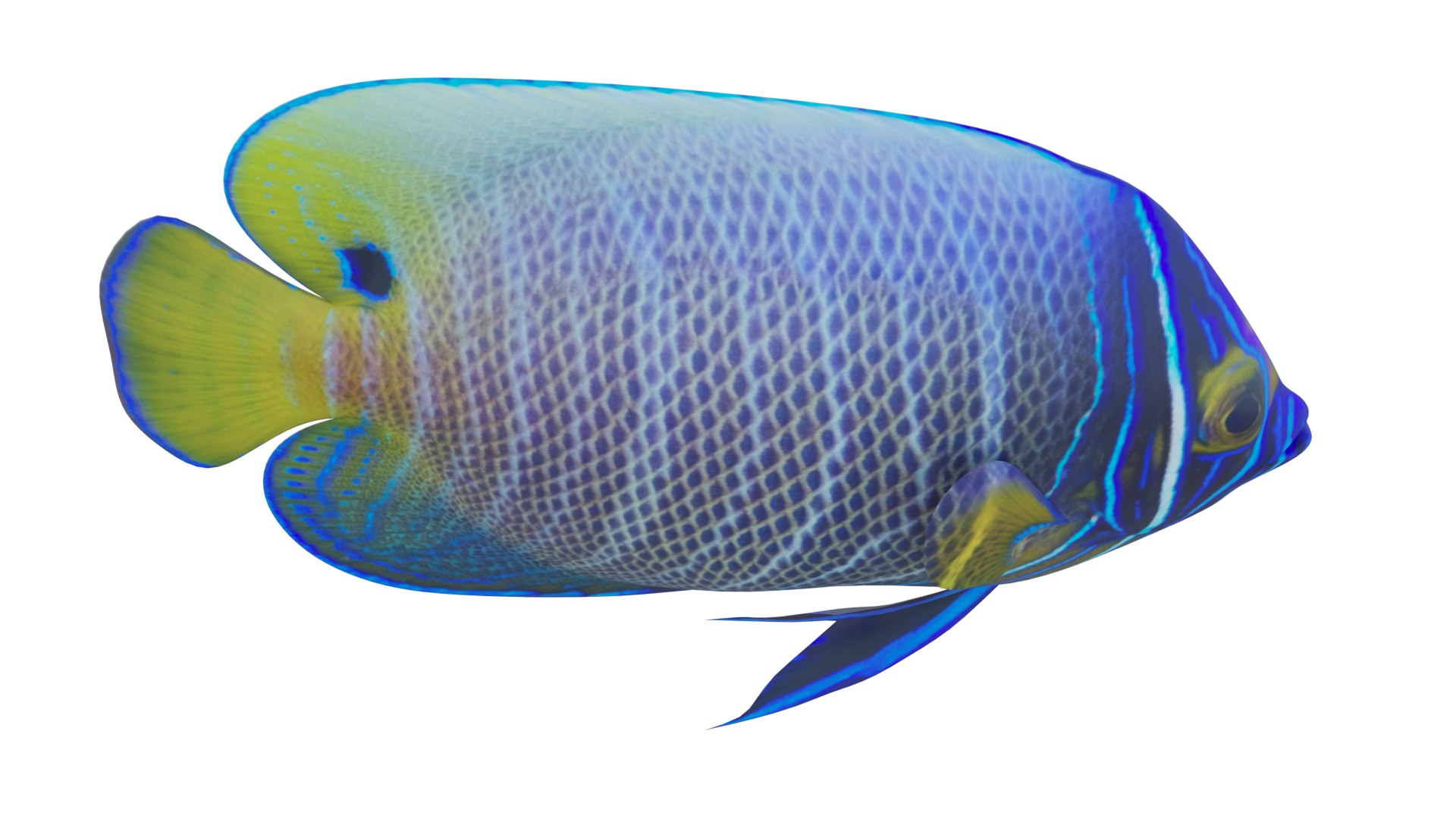 Blue Girdled Angelfish Set 03 3D Model - TurboSquid 1863780